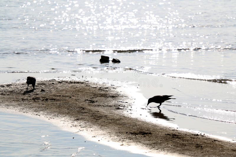 Crows stock image. Image of crows, coast, sunny, animal - 86030597