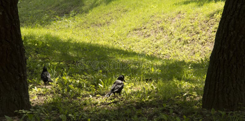 Crows Walking Around Tree Stems Stock Photo - Image of garden, romantic ...