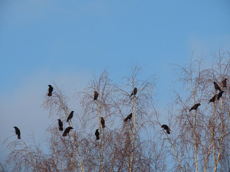Crows in winter stock image. Image of animals, park - 197009341