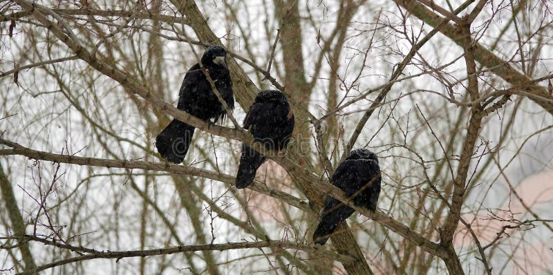 Crows in winter stock photo. Image of sewers, look, dove - 254618088
