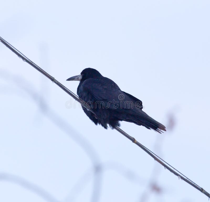 Crows on a Wire Against a Blue Sky Stock Image - Image of white, energy ...