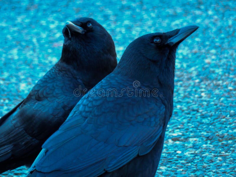 Crows stock photo. Image of bird, outdoor, nature, wires - 37786490