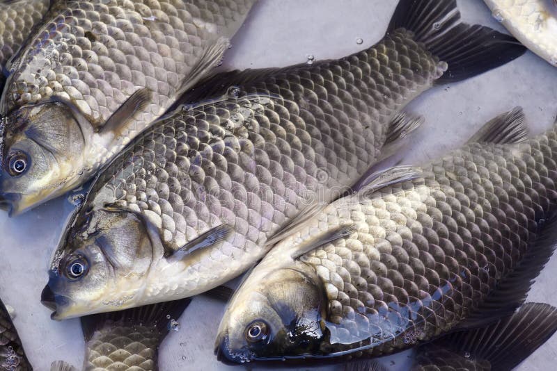 Crucian stock photo. Image of carp, food, crucian, closeup - 19713758