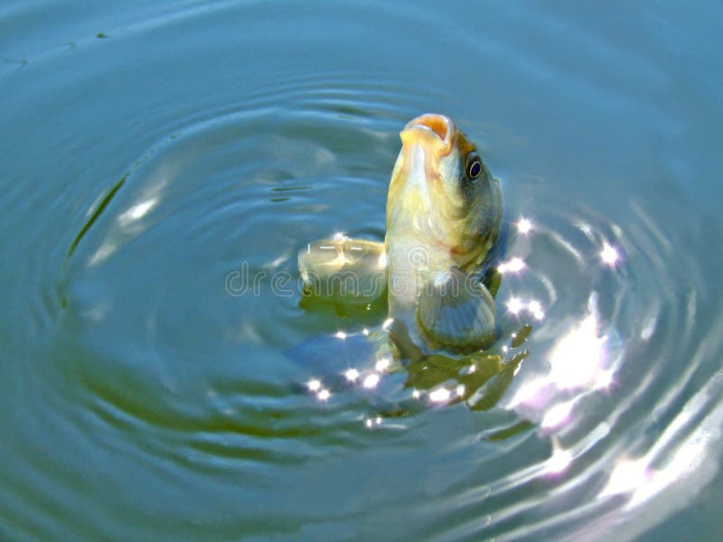Crucian Carp Fish in the Pond Stock Image - Image of freshwater, water ...