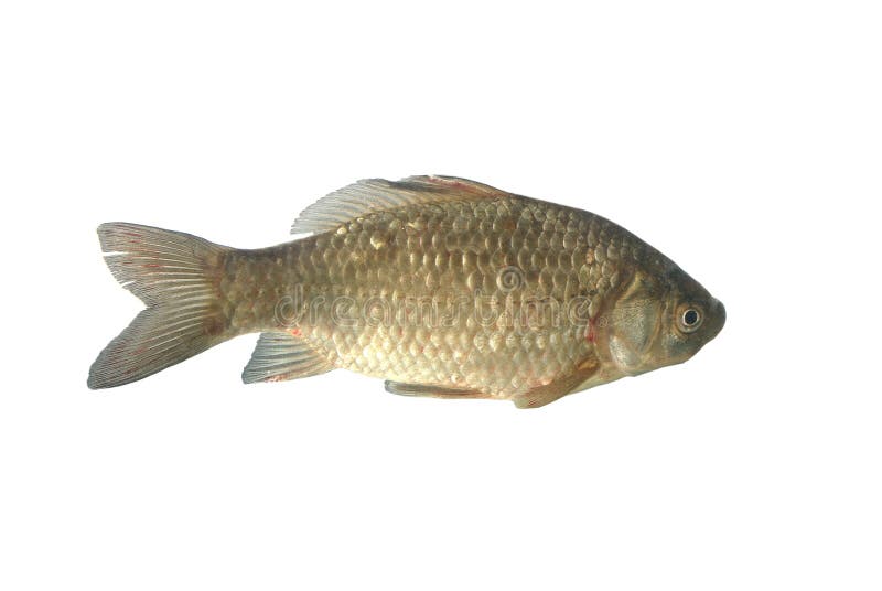 Carp Fish Isolated. Side View, Isolated Stock Image - Image of loose ... Carp Fish Isolated. Side View, Isolated Stock Image - Image of loose ...