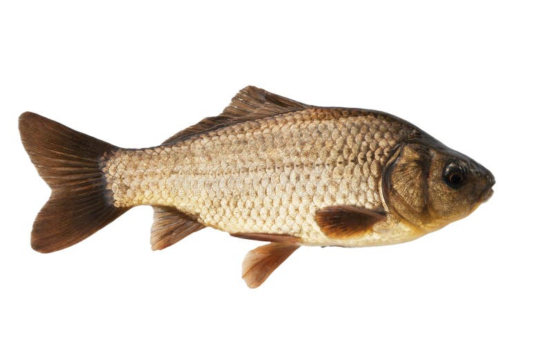 Carp Fish Isolated. Side View, Isolated Stock Image - Image of loose ...