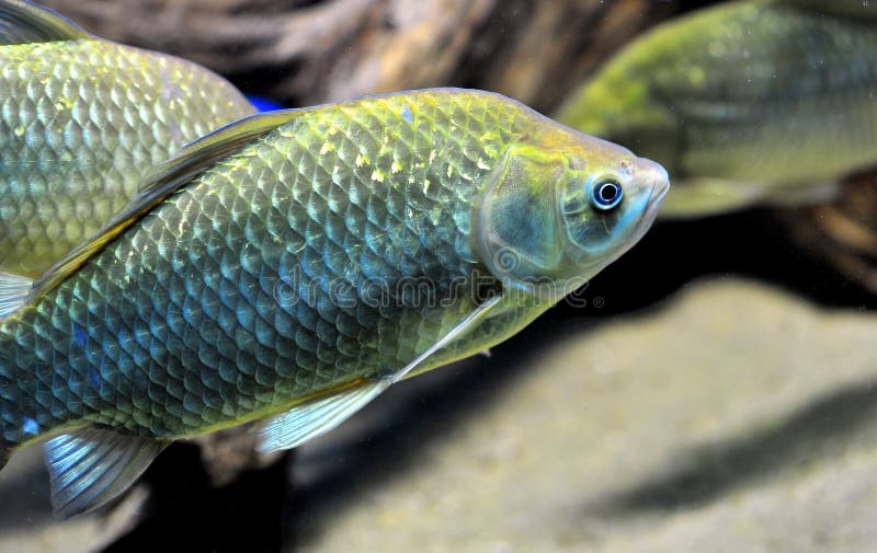 Crucian carp stock image. Image of swim, tank, sturgeon - 17822745