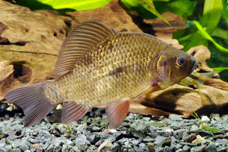 Crucian carp stock image. Image of animals, goldfish - 33572091