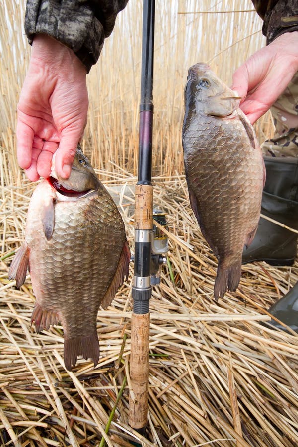 Crucian carp (Carassius) stock image. Image of hobby - 32000341