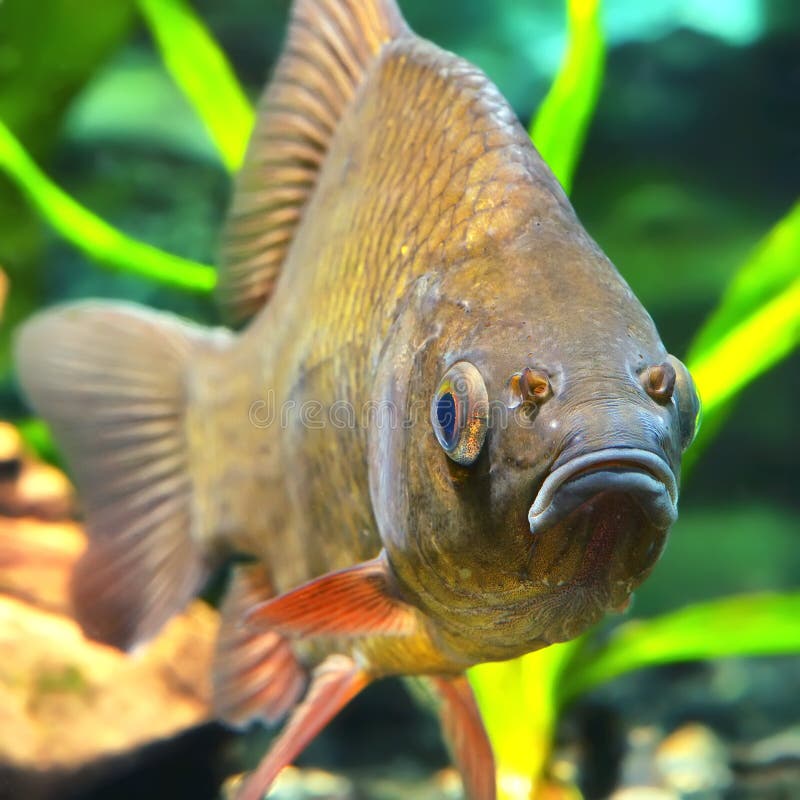 Crucian carp stock image. Image of open, life, mouth - 37389357