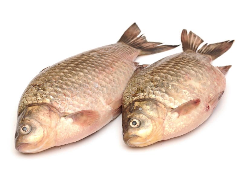 Crucian carp stock photo. Image of catch, isolated, shiny - 31018242