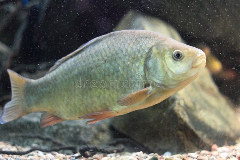 Crucian Carp Scales, Close-up - Natural Texture Stock Photo - Image of ...