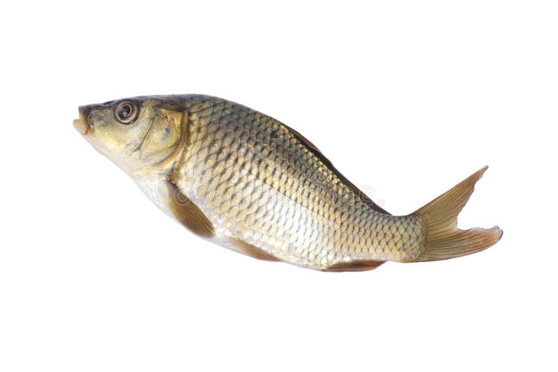 Skin crucian carp frozen - ntnaw