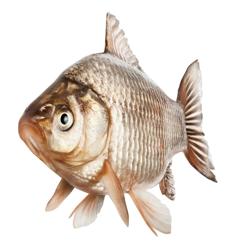 Crucian Carp Fish in the Pond Stock Image - Image of freshwater, water ...