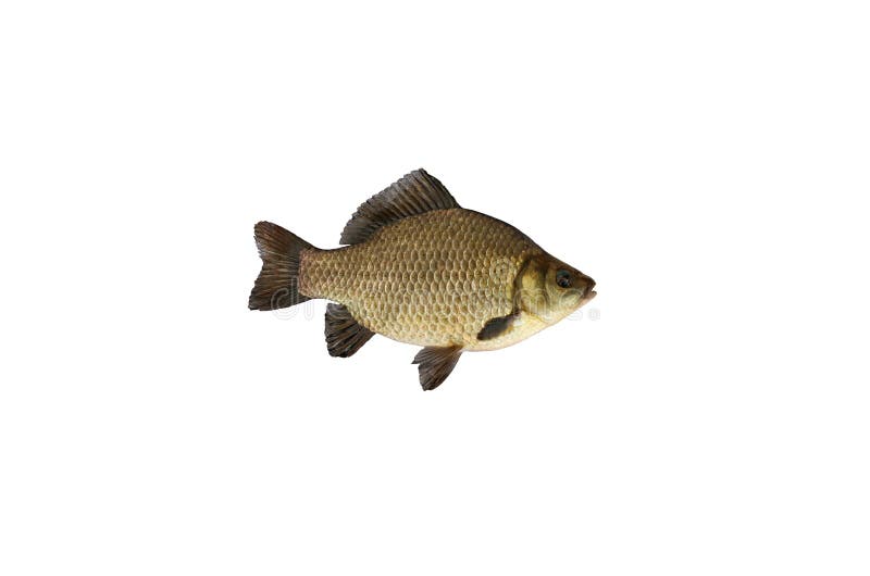 Crucian stock photo. Image of carp, meat, white, horizontal - 76478962