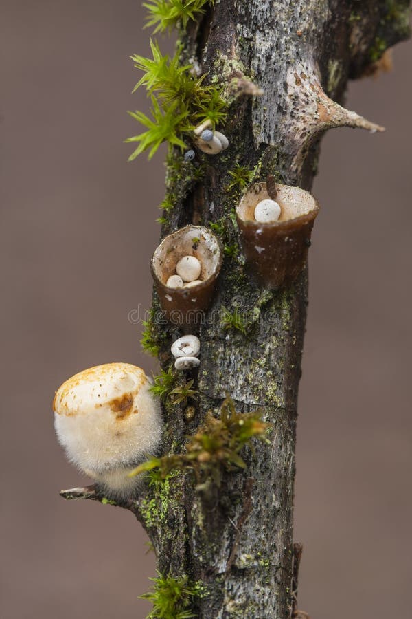 Crucibulum laeve stock image. Image of birds, mushroom - 64473773