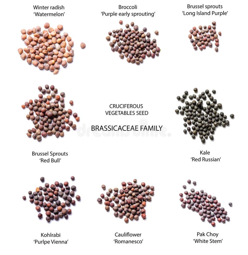 The Names Of Vegetable Seeds