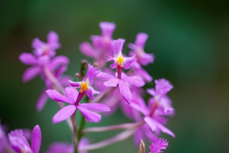 The Crucifix Orchid Epidendrum Secundum Stock Photo - Image of botany ...