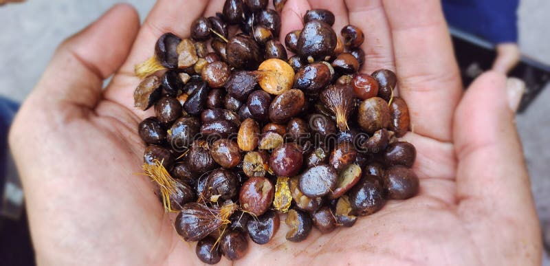 305 Crude Palm Kernel Stock Photos - Free & Royalty-Free Stock Photos ...