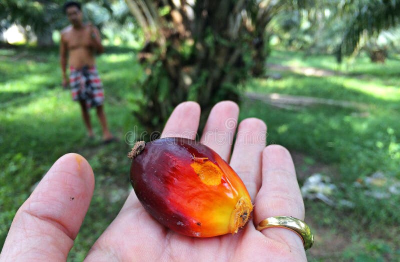 Crude Palm Oil Plant stock image. Image of asia, agricultural - 21076675
