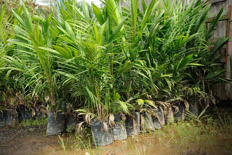 Crude Palm Oil Plant stock image. Image of asia, agricultural - 21076675
