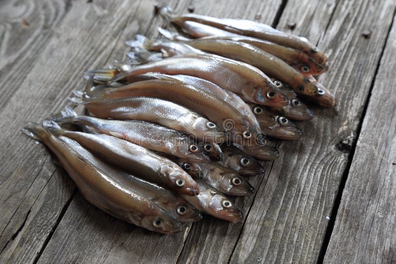 Crude Shallow Saltwater Fish - Smelt. Stock Photo - Image of ingredient ...