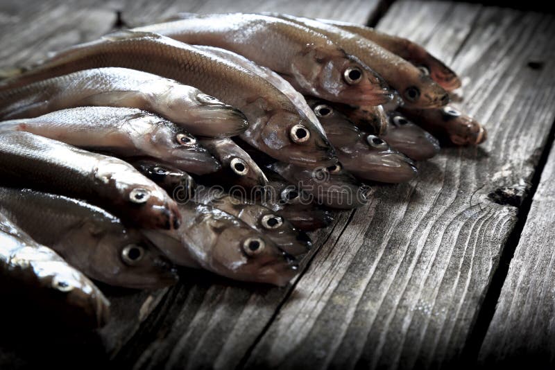 Crude Shallow Saltwater Fish - Smelt. Stock Image - Image of gray ...