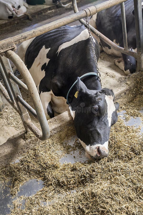 Crueldad animal imagen de archivo. Imagen de farmland - 101673621