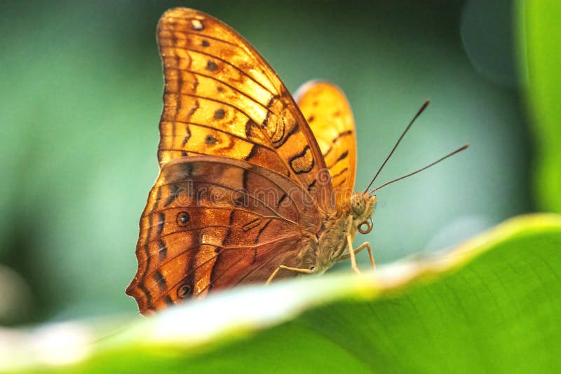 Cruiser Butterfly Vindula Arsinoe Closeup Stock Image - Image of ...