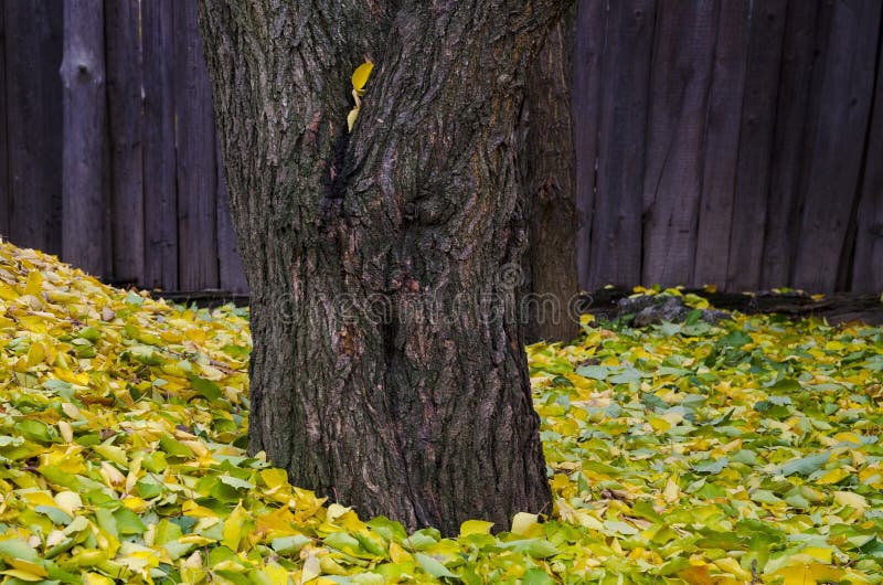 Crumbling leaves stock photo. Image of natural, nature - 206572650