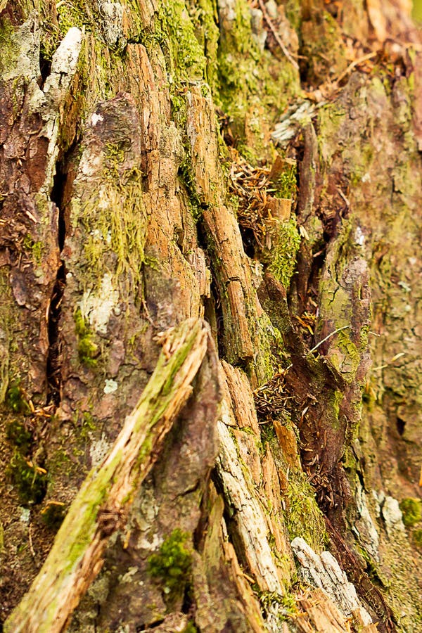 Crumbling Texture of Forest Tree Trunks Stock Image - Image of ...