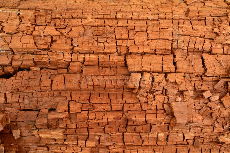 Wet Crumbling Wood Close-up. a Wooden Surface that is in the Water for ...