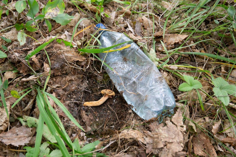 Crumpled Dirty PET Bottle in the Grass in the Forest. Pollution of ...
