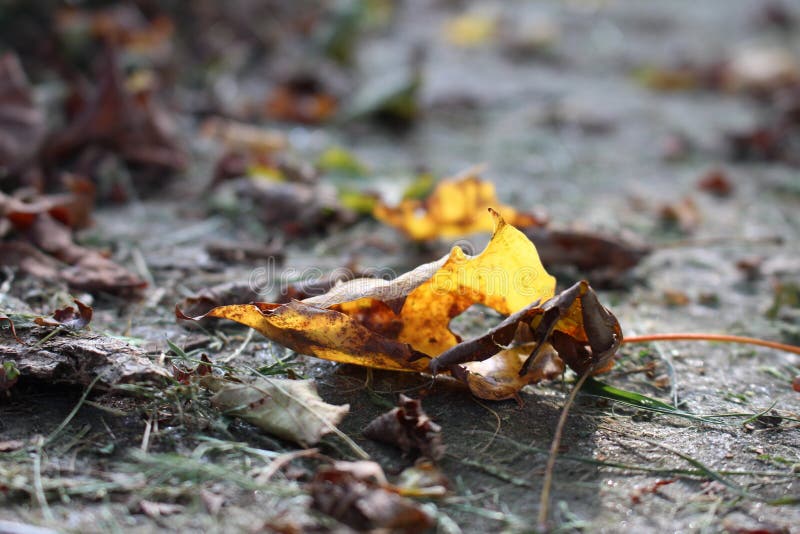 Crunchy Autumn Leaf stock photo. Image of golden, crunchy - 67767488