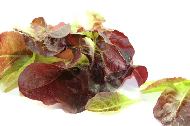 Crunchy red lettuce stock photo. Image of healthy, health - 55816330