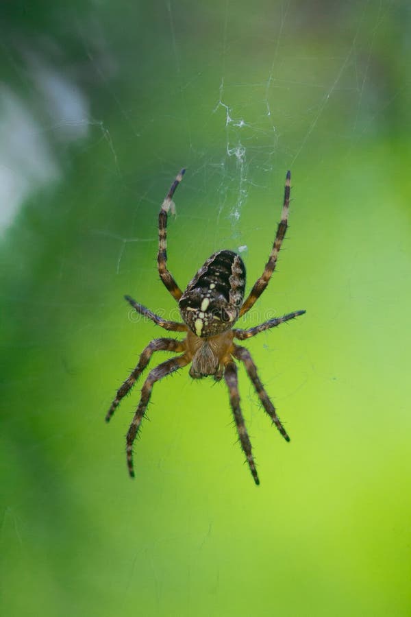 Crusader spider on web stock image. Image of wildlife - 100442627
