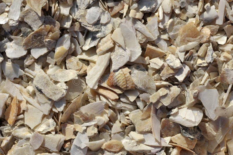 Crushed and Broken Sea Shells Stock Image - Image of shells, crushed ...