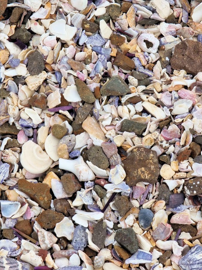 Crushed and Broken Shells and Pebbles Stock Photo - Image of pebble ...