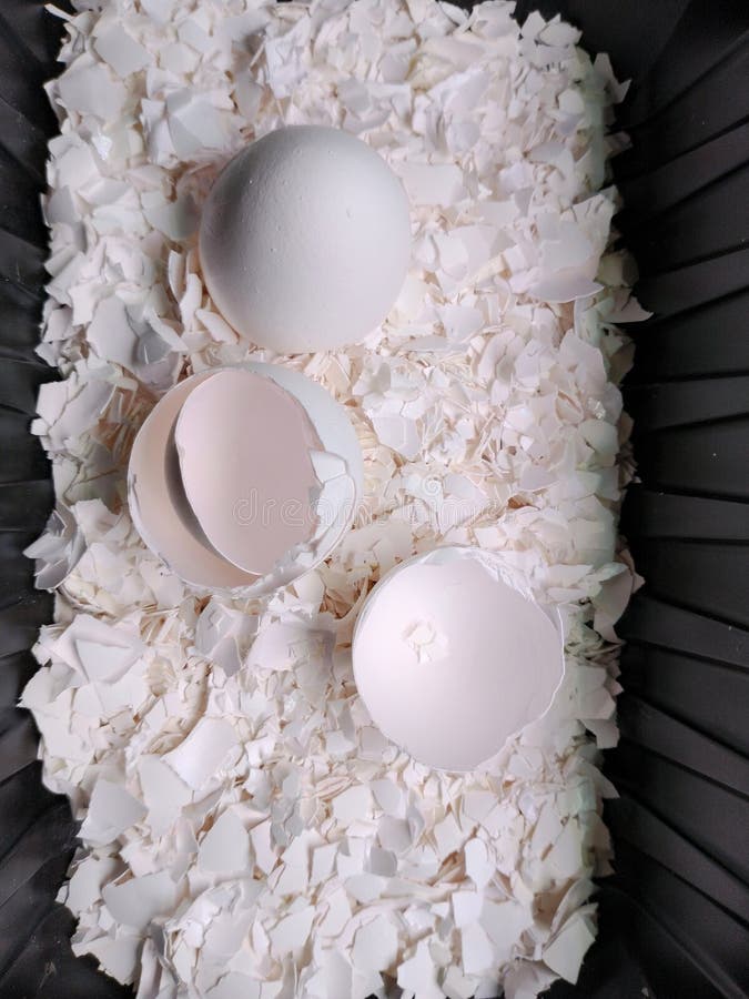 Crushed Egg Shells for Composting Bin Stock Image - Image of crushed ...