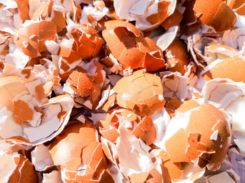 Crushed Egg Shells stock image. Image of blank, isolated - 183787025