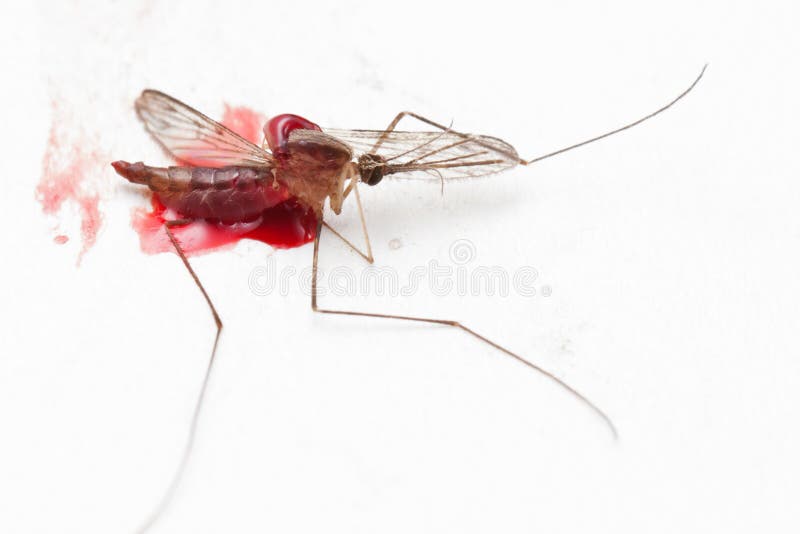 Gnat or mosquito stock photo. Image of isolated, mosquitoe - 20439454
