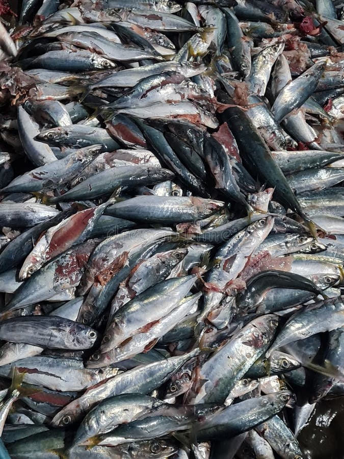 Crushed mackerel fish stock photo. Image of fish, boat - 316516000