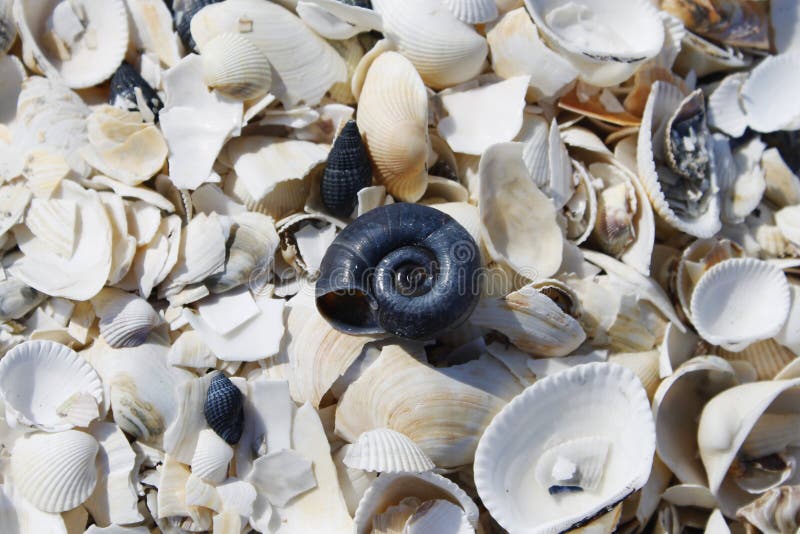 Crushed Sea Shells Scattered on Ground Stock Photo - Image of white ...