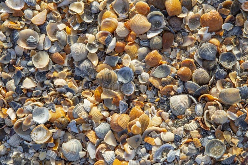 Crushed Sea Shells Texture on a Romanian Beach Stock Photo - Image of reef, rough: 333535598