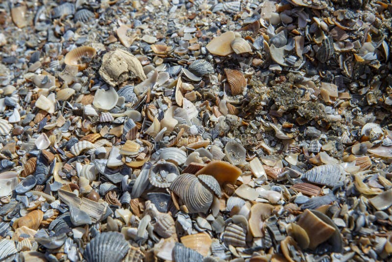 Crushed Sea Shells Texture on a Romanian Beach Stock Image - Image of ...