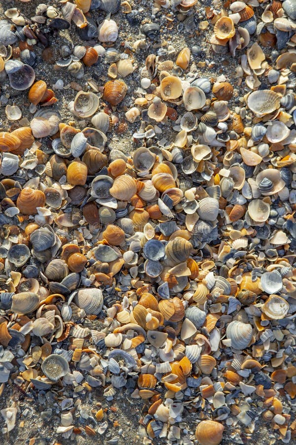 Crushed Sea Shells Texture on a Romanian Beach Stock Image - Image of ...