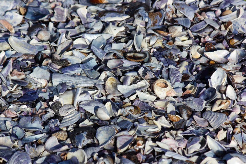 Shells from Atlantic ocean stock image. Image of kapverden - 32463335