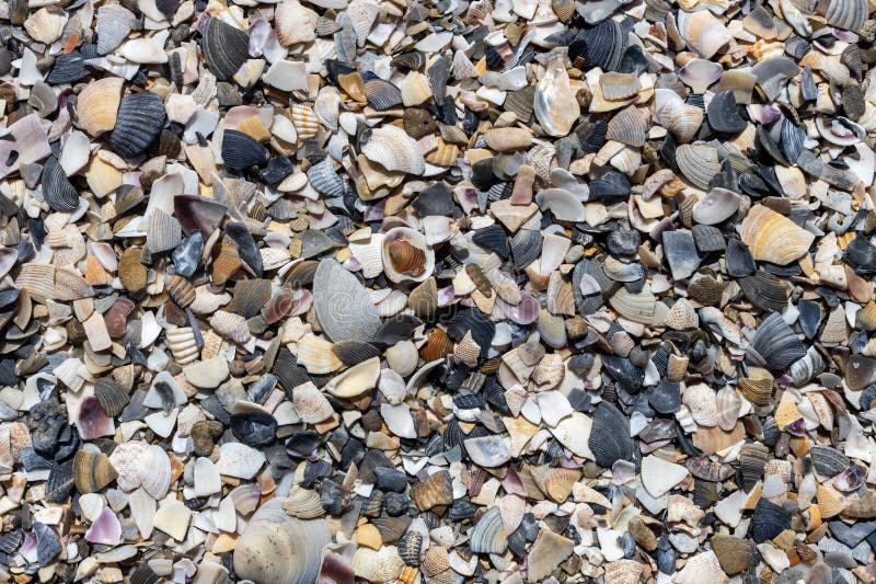 Crushed Shells Forming Coastal Texture Stock Image - Image of view ...