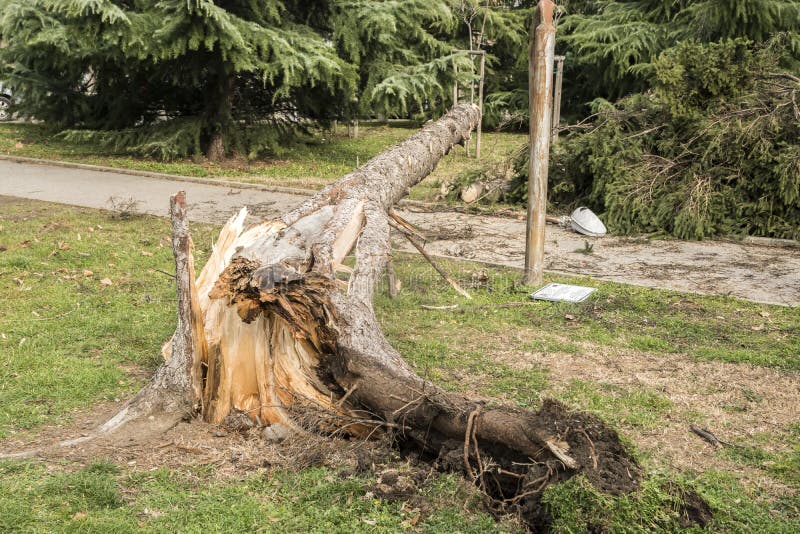 Crushed tree by storm stock image. Image of impact, branch - 266994721