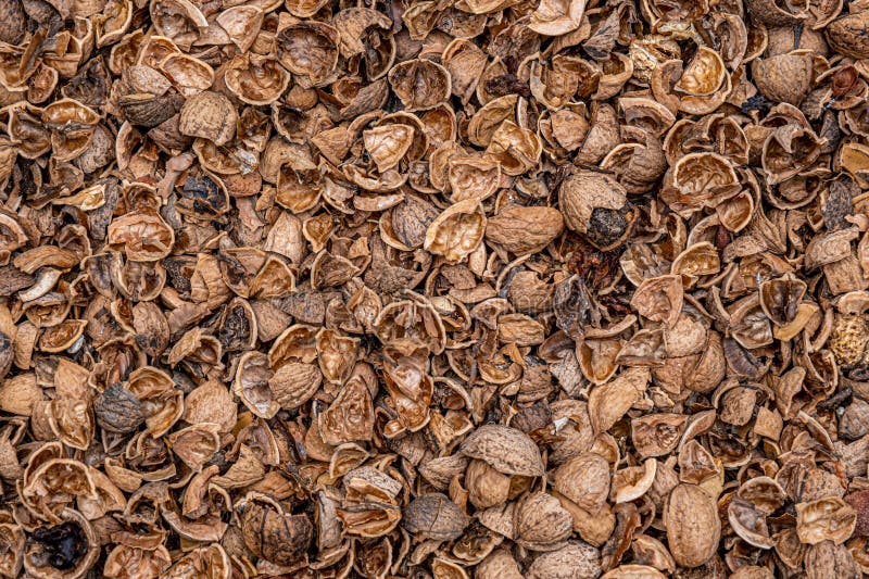 Crushed walnut shells stock image. Image of jute, ingredient - 272688685